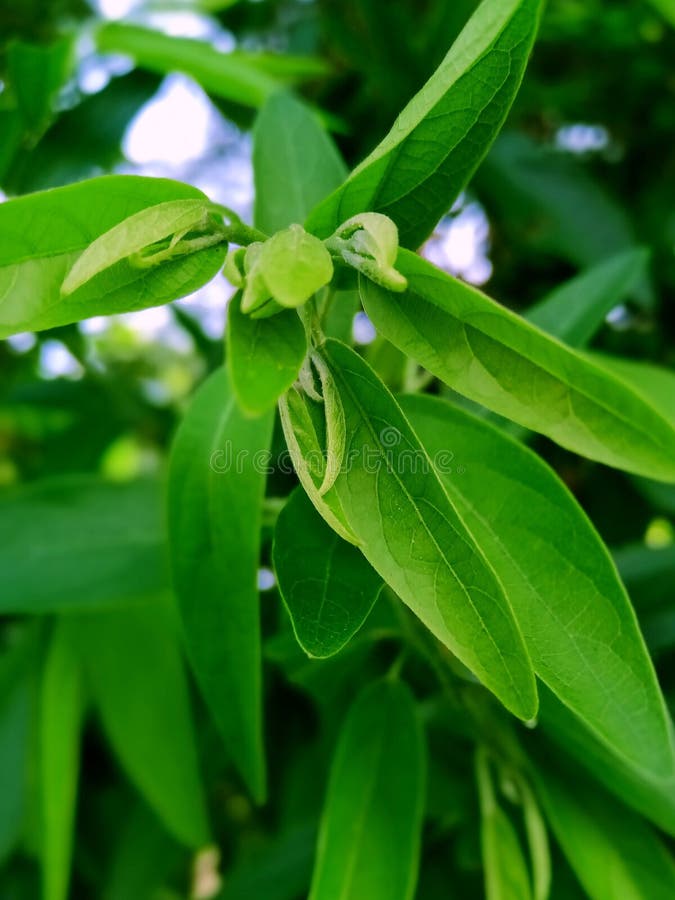 Tinia tree stock image. Image of evergreen, food, garden - 276519037