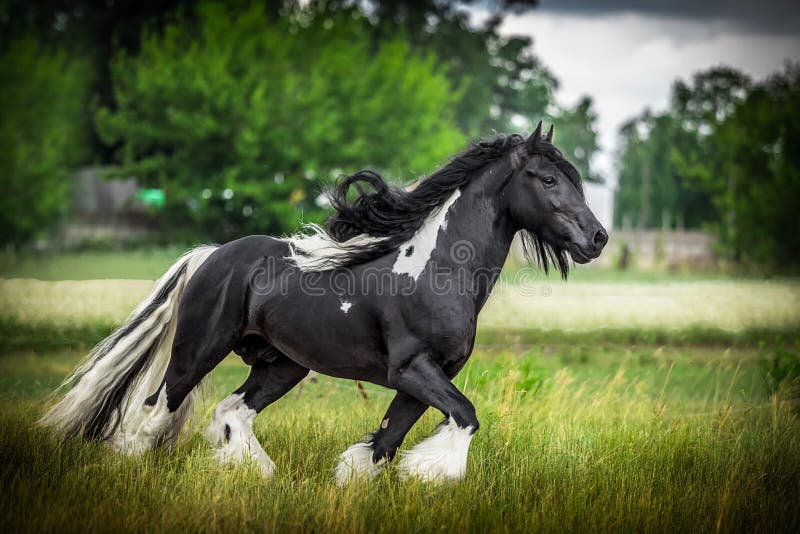 Beautiful Tinker Stallion , Gypsy Cob, Stock Photo - Image of horse ...