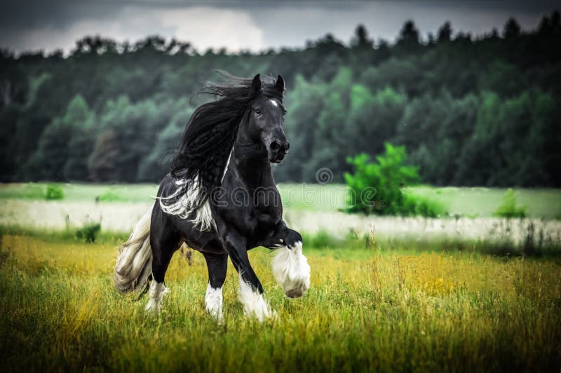 Beautiful Tinker Stallion , Gypsy Cob, Stock Photo - Image of move ...