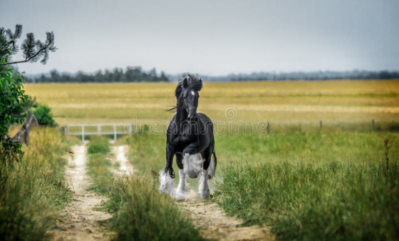Beautiful Tinker Stallion , Gypsy Cob, Stock Image - Image of gallop ...