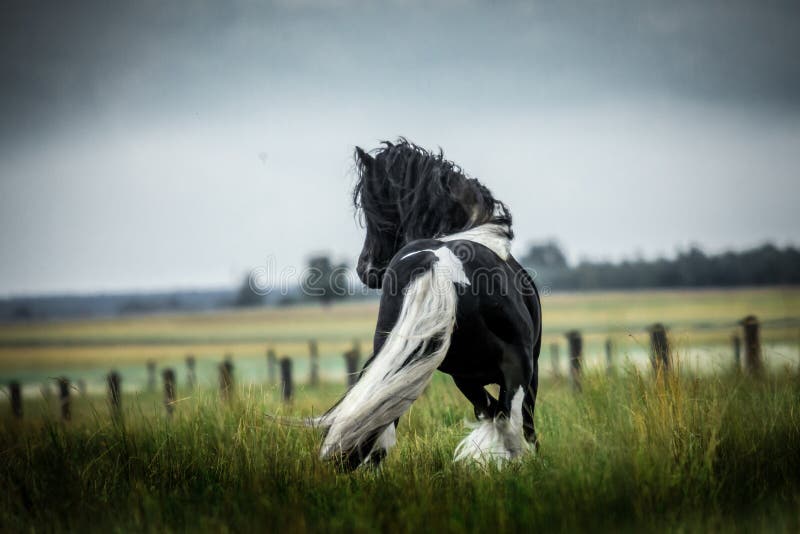 Beautiful Tinker Stallion , Gypsy Cob, Stock Image - Image of irish ...
