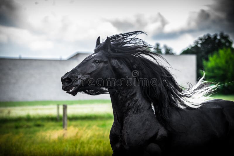 Beautiful Tinker Stallion , Gypsy Cob, Stock Photo - Image of pasture ...
