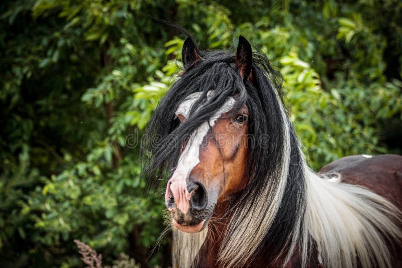Beautiful Tinker Stallion , Gypsy Cob, Stock Photo - Image of grass ...