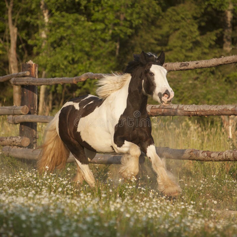 Tinker horse running stock image. Image of outside, pasture - 42829969