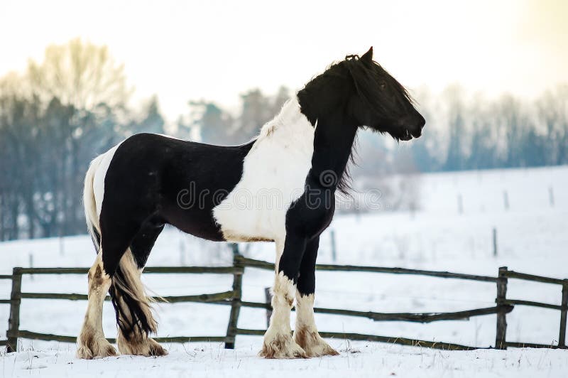 Tinker horse stock photo. Image of paddock, long, horses - 39476052