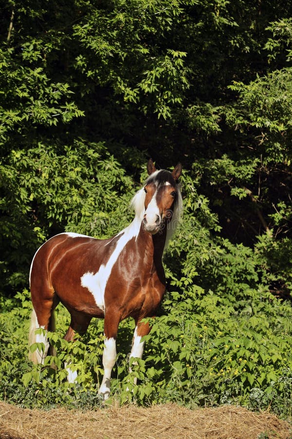 Tinker Pony Walks in Evening Pasture Stock Photo - Image of freedom ...