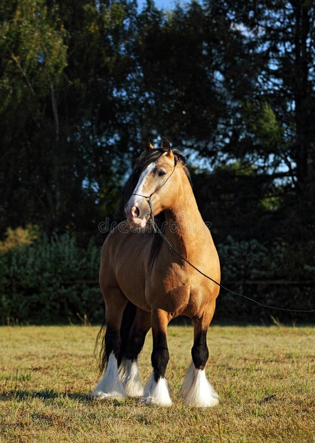 Tinker Pony Walks in Evening Pasture Stock Photo - Image of freedom ...