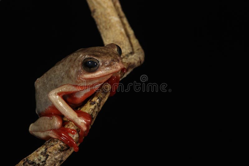 Tinker Reed Frog stock photo. Image of nocturnal, nature - 20818422