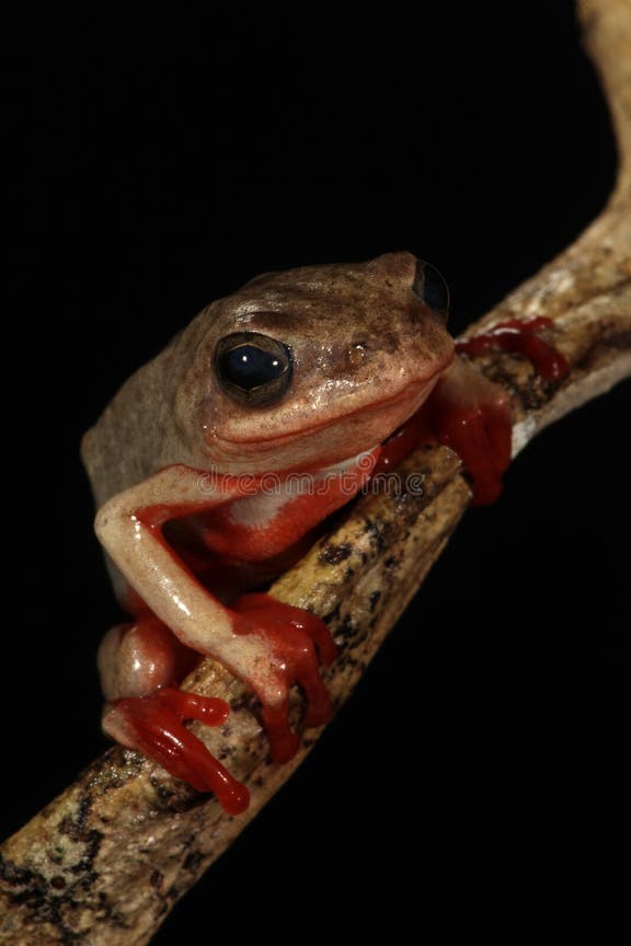 Tinker Reed Frog stock image. Image of amphibian, america - 26061055