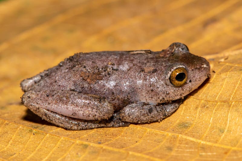 Tinker Reed Frog (Hyperolius Tuberilinguis) Near a Pond Stock Photo ...