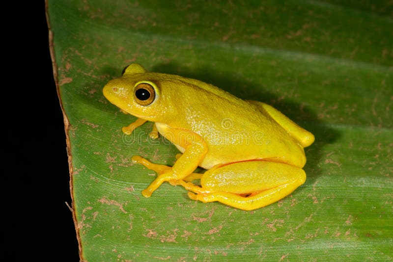 Tinker reed frog stock image. Image of hyperolius, tinker - 33807509