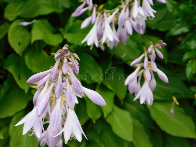 Tinkerbell stock image. Image of scene, time, trees, forest - 95730413