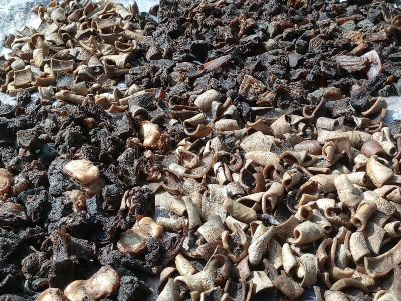 Tinko Stock Photos - Free & Royalty-Free Stock Photos from Dreamstime