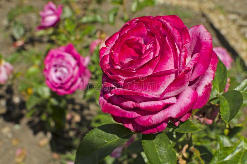 A Tinted Dark Pink Rose on a Flower Bed Stock Image - Image of rose ...