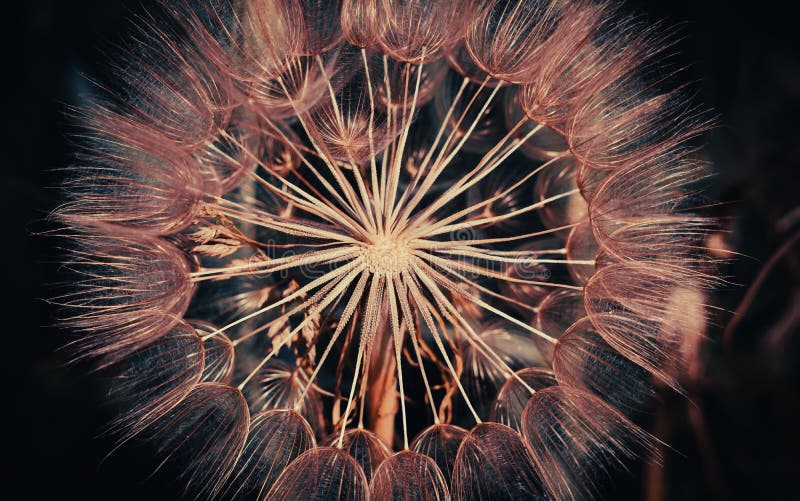 Tinted Image of a Large Plant Stock Photo - Image of summer, flight ...