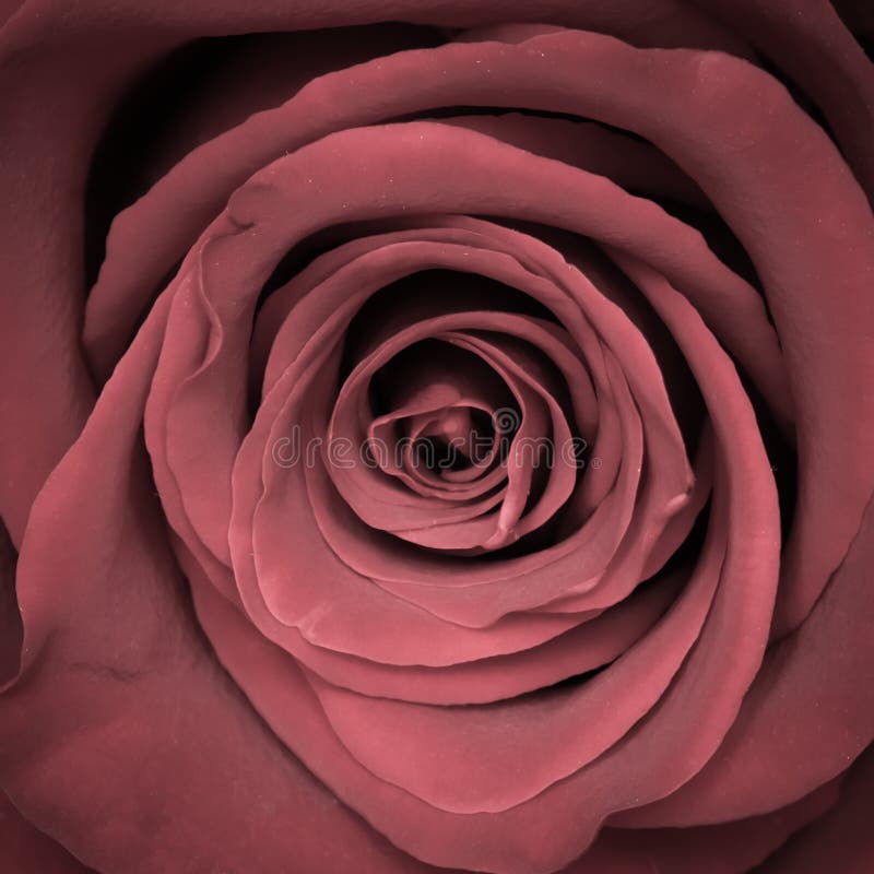 Tinted Single Red Rose Close-up. Vintage Style Image, Sutable for Cards ...