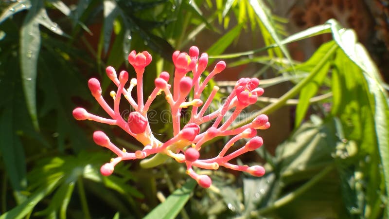 Tintir Castor Plant Flower in the Yard of the House Stock Image - Image ...