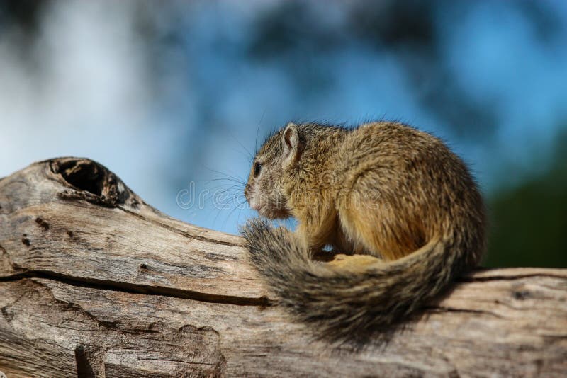 Chipmunk Curled Stock Photos - Free & Royalty-Free Stock Photos from ...