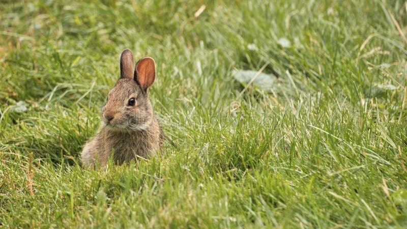 Tiny Baby Rabbit in the Grass Stock Image - Image of tiny, forest ...