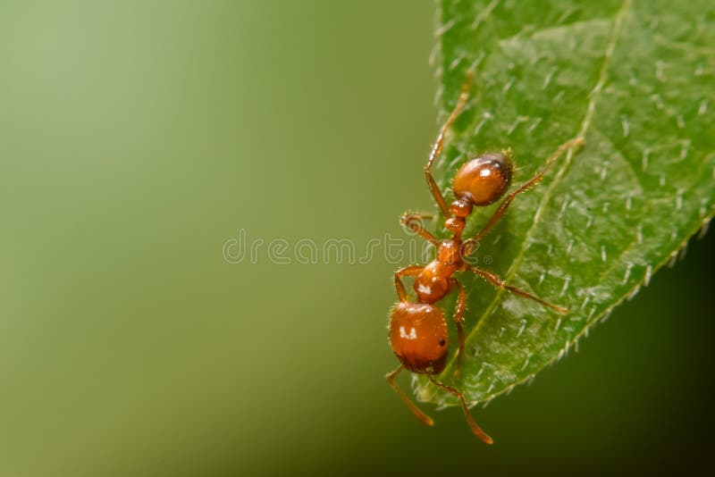 Tiny ant is on green leaf. stock image. Image of tiny - 256030405