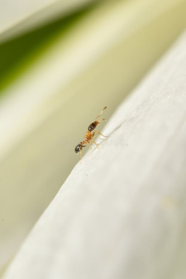 Tiny Ant is on Petal of Flower. Stock Image - Image of cute, beuaty ...