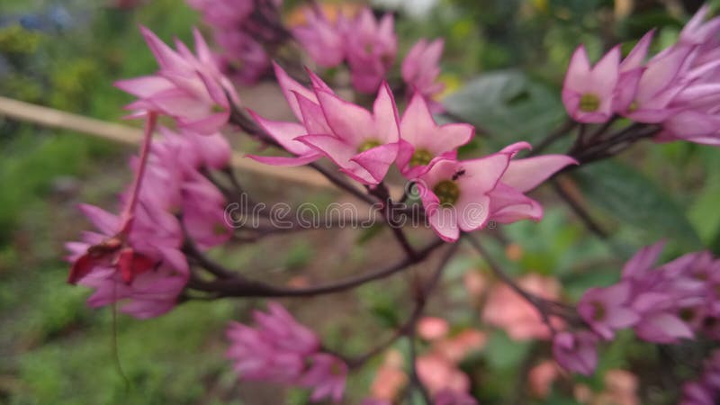 Tiny Ants Inside Pink Paper Flower Petals Stock Photo - Image of ants ...