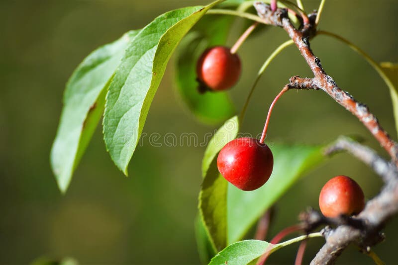 Tiny apple tree stock photo. Image of green, apples, branch - 79179034