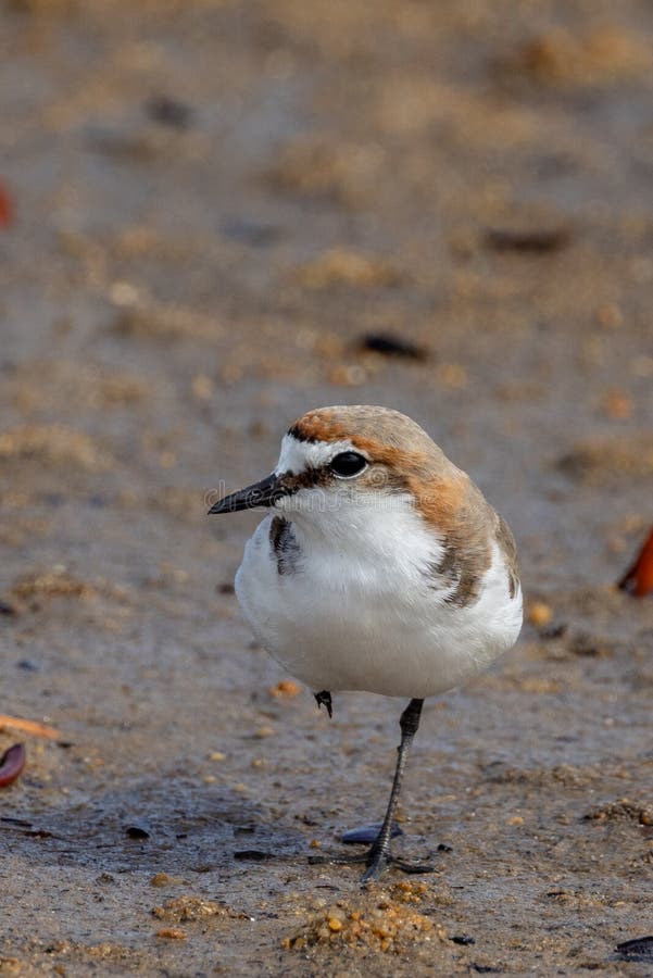 Red-capped Plover in Queensland Australia Stock Image - Image of ...