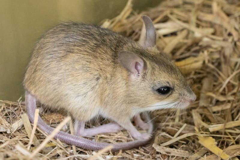Spinifex Hopping Mouse stock photo. Image of nature - 232798452