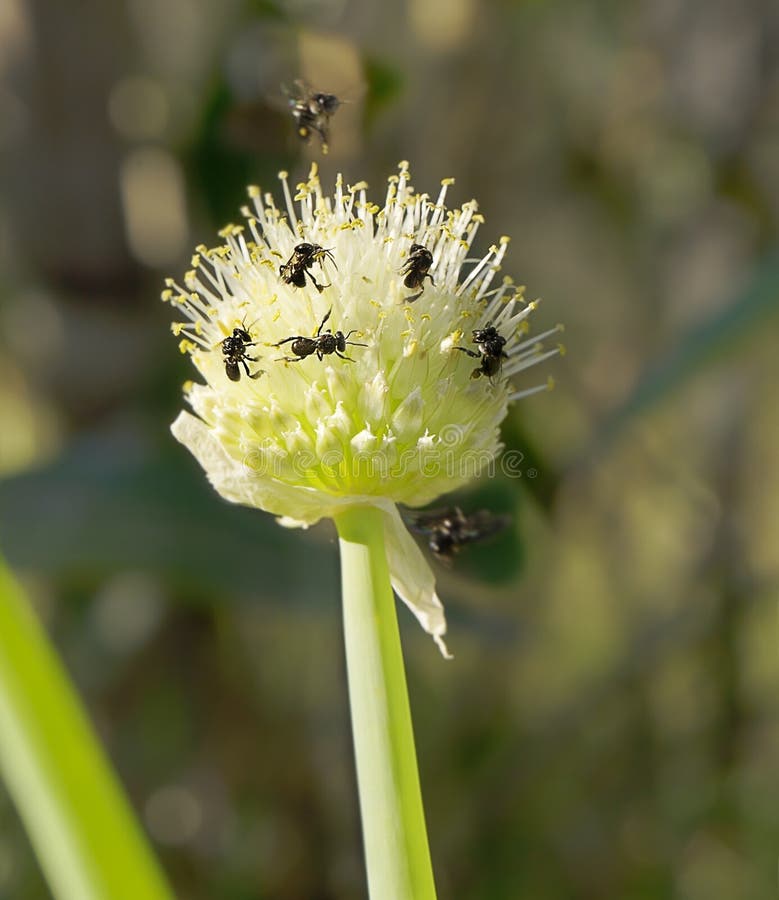 Tiny Australian Stingless Bees Stock Image - Image of native, nectar ...