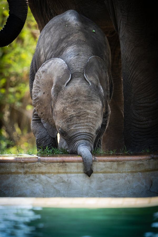 A Tiny Baby African Elephant Leans Down To Drink from the Pool. Stock ...