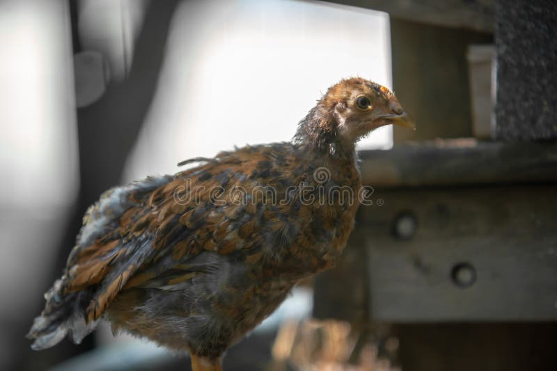Tiny Baby Chicken in Hen House Stock Image - Image of little, small ...