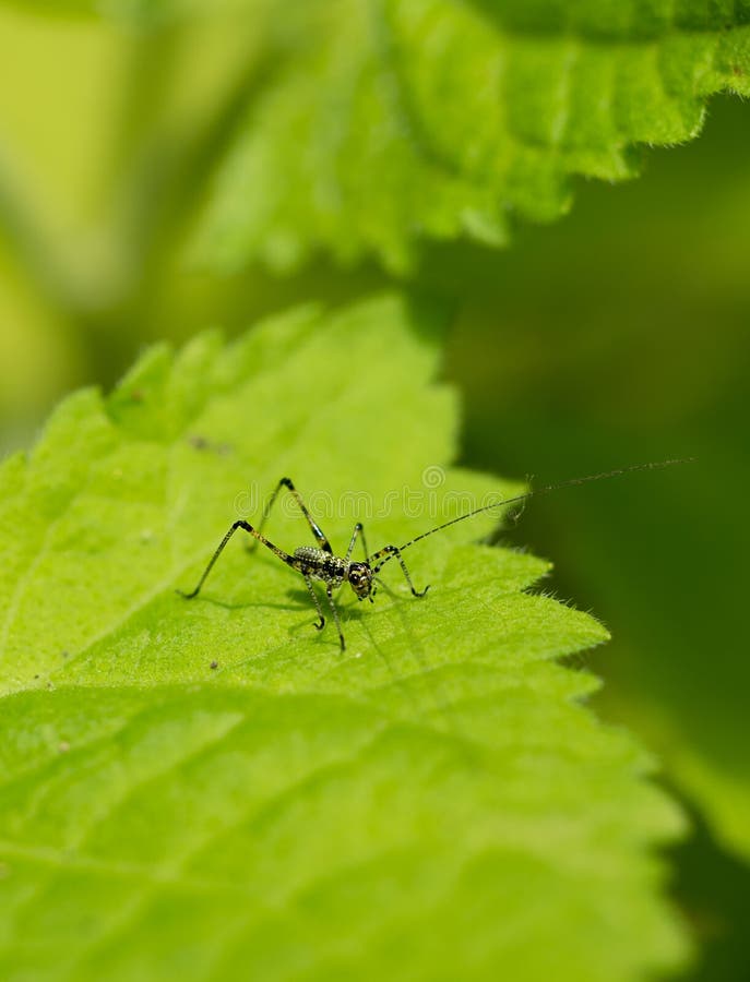 Tiny Baby Cricket Insect on Leaf - Phaneroptera, Katydid Stock Image ...