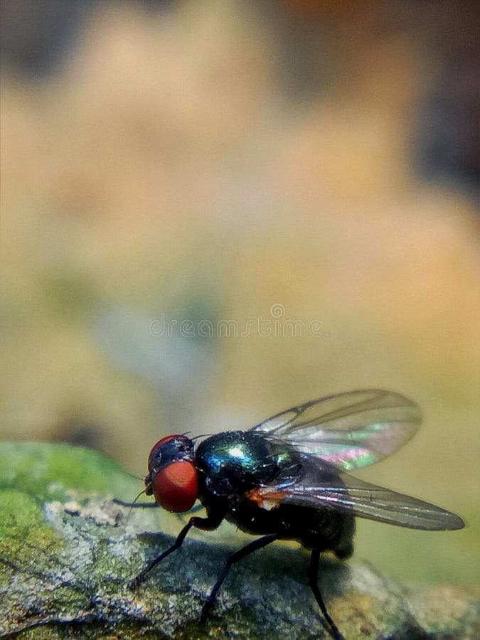 A tiny baby fly stock photo. Image of baby, small, leaf - 146985420