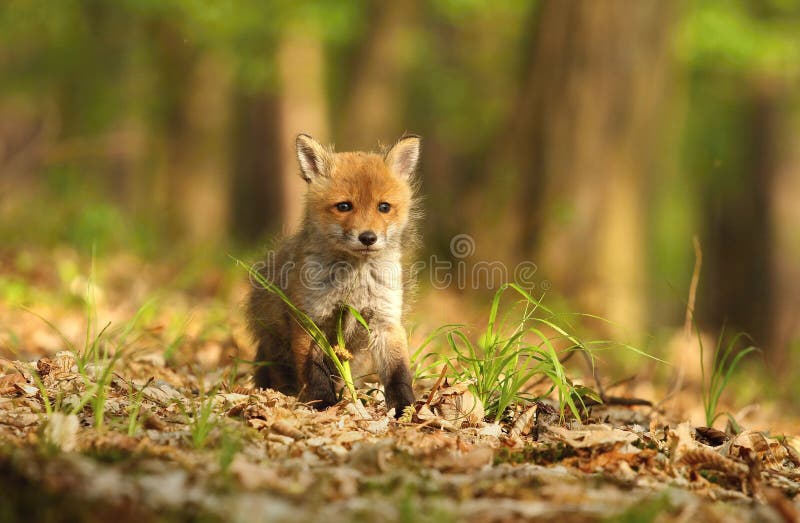 Tiny baby fox stock photo. Image of hairy, young, hunting - 71079838