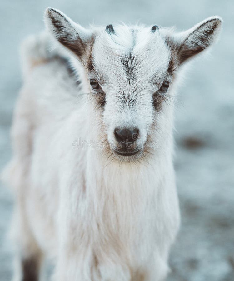 Tiny Baby Goat stock image. Image of small, tiny, baby - 140495997