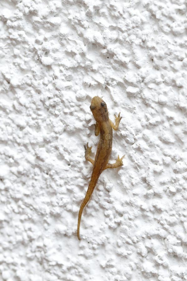 Tiny lizard stock photo. Image of wild, tiny, asia, skin - 25116028