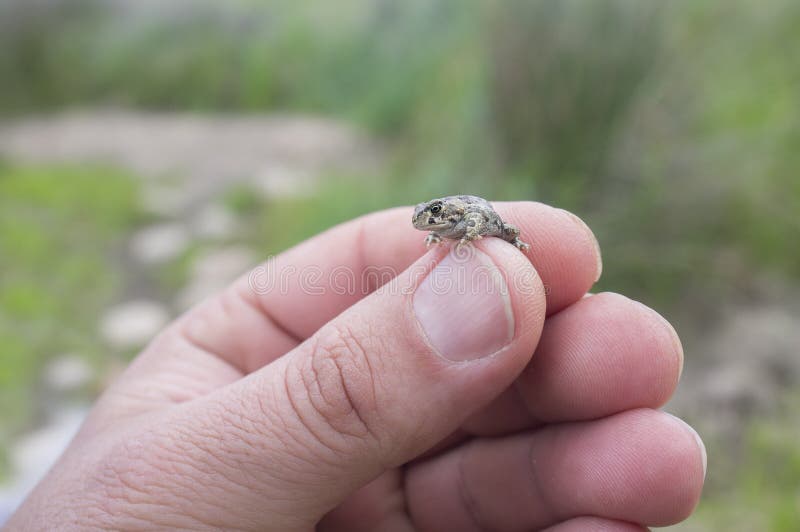 Tiny Baby Natterjack Toad between Human Fingers Stock Photo - Image of ...