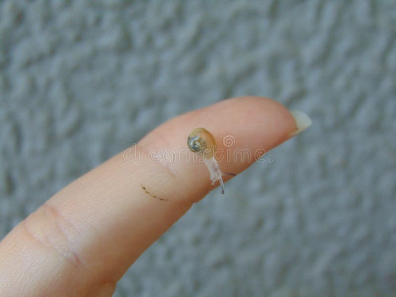 Tiny baby snail stock photo. Image of baby, climbing - 256696232