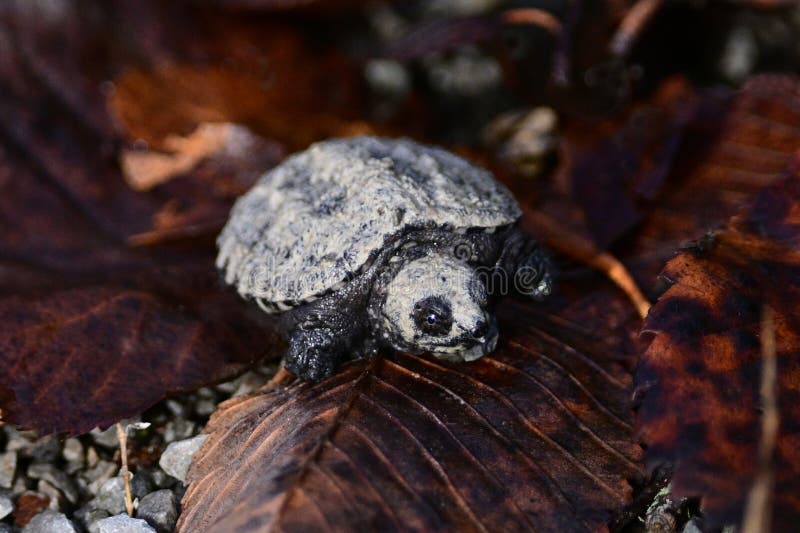 A Cute Tiny Baby Snapping Turtle Stock Photo - Image of face ...