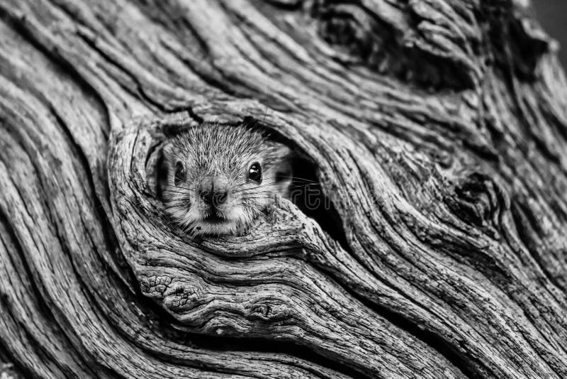 A Tiny Baby Tree Squirrel Peeping Out a Hole in a Tree,. Stock Photo ...