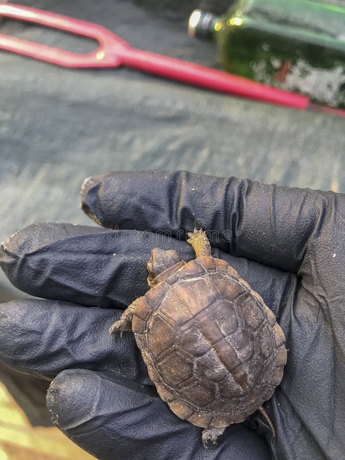 Tiny Baby Turtle Held in Gloved Hand Stock Image - Image of hand ...