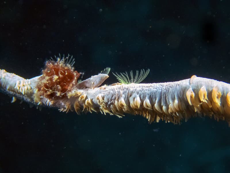 244 Colorful Barnacles Stock Photos - Free & Royalty-Free Stock Photos ...