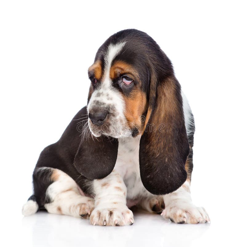 185 Basset Hound Side View Stock Photos - Free & Royalty-Free Stock ...