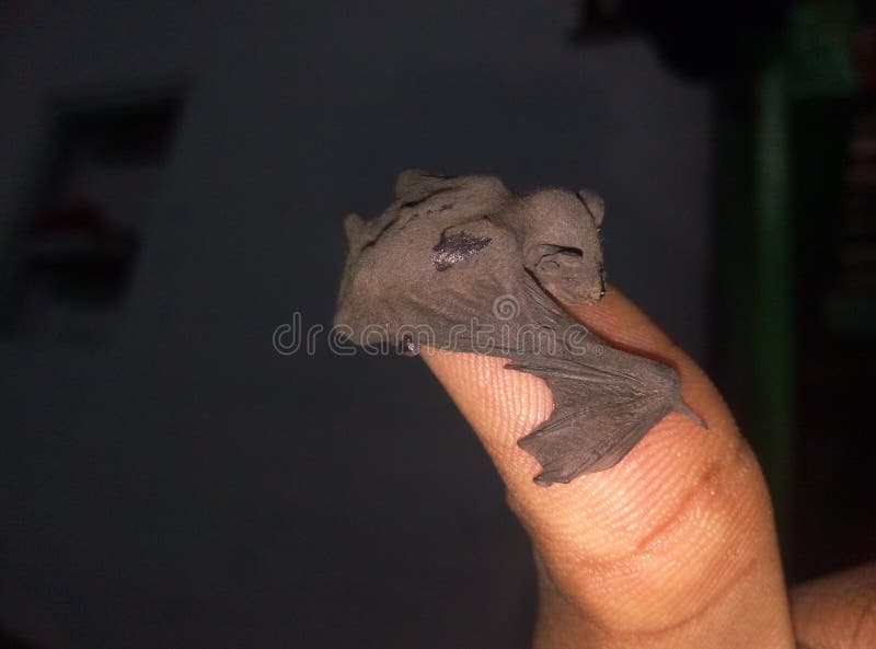 Tiny Bat stock photo. Image of thumb, tiny, hand, mammal - 144453044