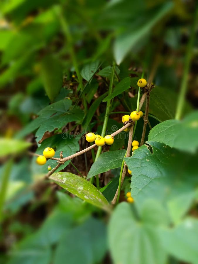 Tiny beans , stock photo. Image of beans, invertebrate - 183667196