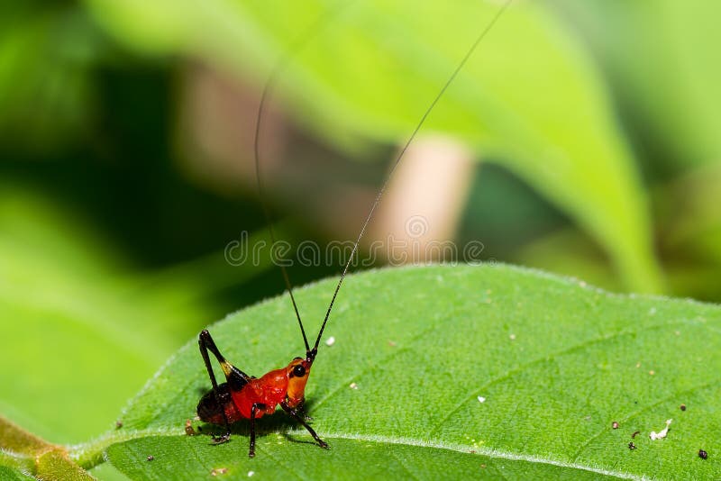 Tiny Beautiful Asian Red and Black Long Horn Grasshopper Stock Image ...