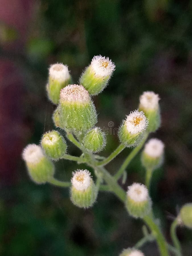 Tiny beautiful flowers stock photo. Image of nature - 193512234