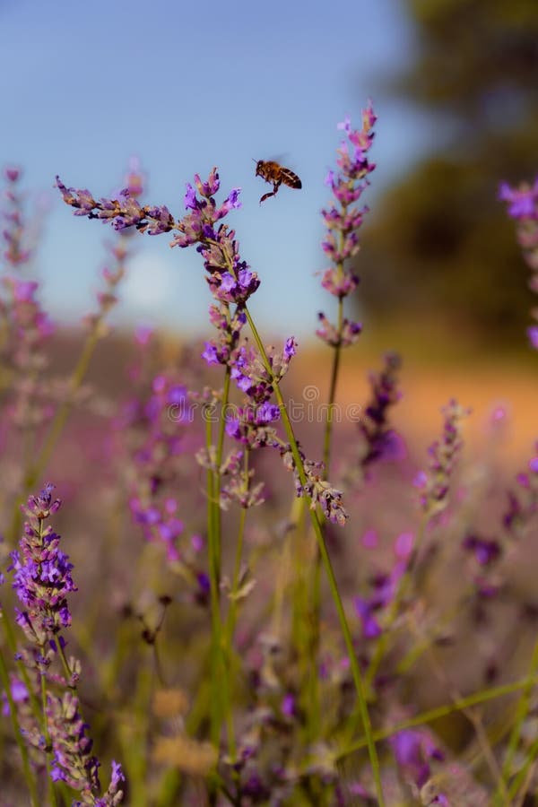 A Tiny Bee Buzzing Amidst Vibrant Lavender Fields Savoring the Sweet ...