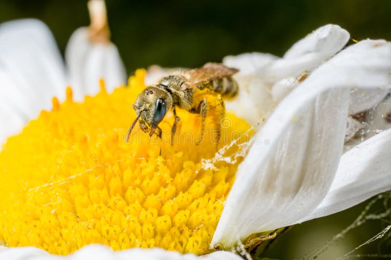 A tiny bee on a flower. stock image. Image of flower - 76310707